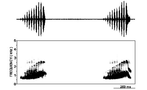 waveform upper and spectrogram lower of two notes of the