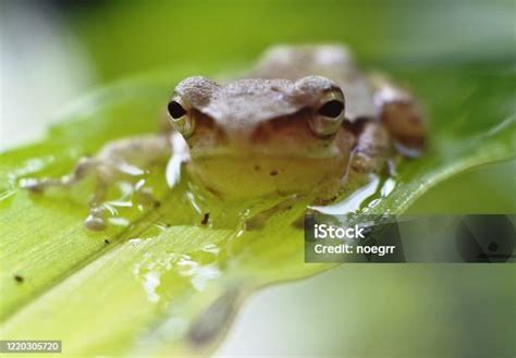 개구리는 민물이나 육지에 사는 곤충 먹는 양서류입니다 미끄러운 개구리 갈색 긴 뒷다리 점프와 수영에 좋은 특징 개구리에 대한