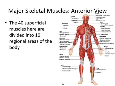 Body Muscles Anterior View At Arlene Mejia Blog
