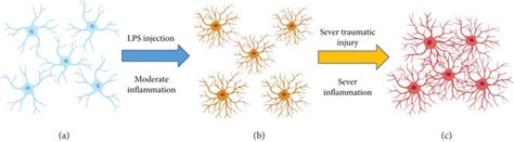 As The Degree Of Stimulation Deepens Reactive Astrocytes Will Also Download Scientific Diagram
