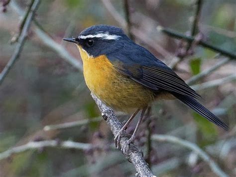 白眉林鴝 eBird