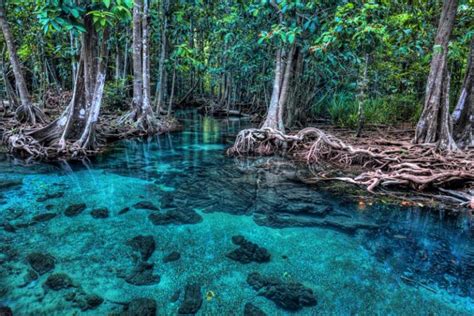 What Are Mangroves And Why Are They Important Searchscene Blog