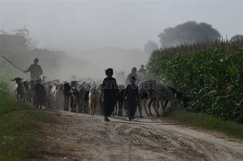 Shepherds With Flock Of Sheep In Rural Areas On Baluchistan Editorial