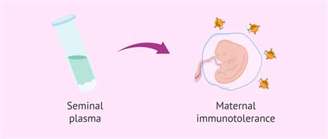 Does Sexual Intercourse Affect Embryo Transfer