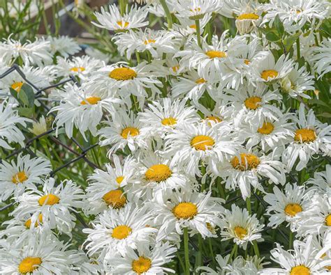 Best Shasta Daisies 10 Varieties To Add Cheer To A Yard Homes And