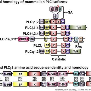 Key Structural Differences Between PLC Isoforms A Domain Download Scientific Diagram