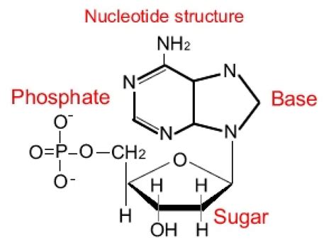 Nucleic Acid Molecule