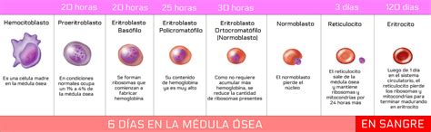 eritropoyesis slide set