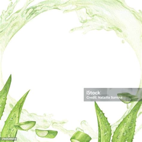 알로에 베라 수채화 그림 잎 및 조각 프레임 고립 된 흰색 배경에 식물 그림 얇게 썬 잎과 녹색 스플래쉬가 있는 조각 0명에