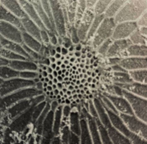 The Quiet Quick Life Of The Honey Bee Egg Bee Culture