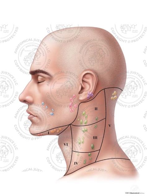 Male Left Lymph Nodes And Regions Of The Neck No Text