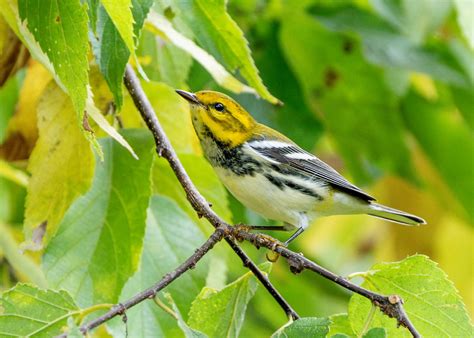 Ml624103933 Black Throated Green Warbler Macaulay Library