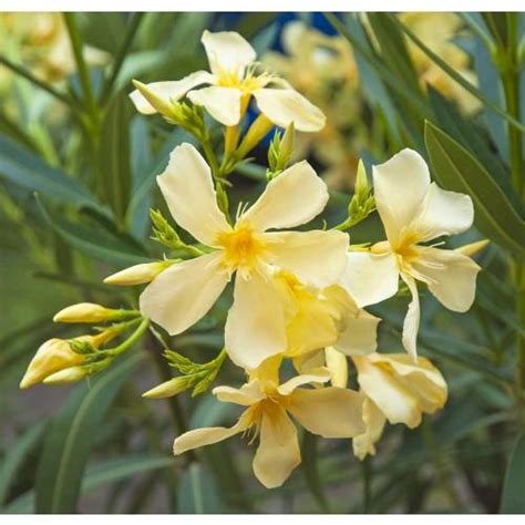 Adelfa Amarilla Venta Adelfa Amarilla Nerium Oleander Lutea