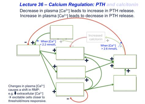 Diagram Of Lecture 36 Calcium Regulation Pth Quizlet