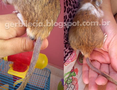 Queda De P Lo Falhas No Corpo Ou Rabo Pelado