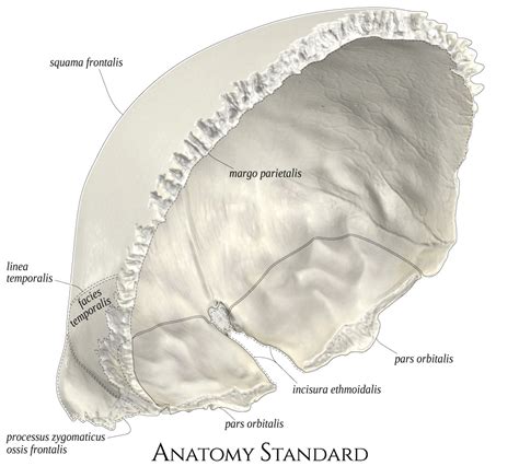 Лобная кость