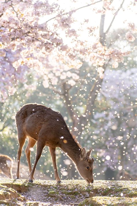 しん on Twitter 桜吹雪と鹿 https t co lDy5FztFST Twitter