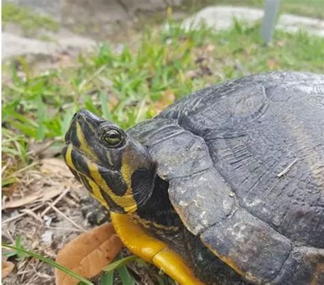 Fwc Launches Online Reporting Tool To Help Combat Deadly Turtle Virus Inside Lake