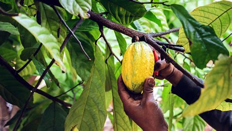코코아 농부의 클로즈업 손은 카카오 나무에서 코코아 포드 또는 과일 익은 노란색 카카오를 자르기 위해 가지치기 가위를 사용합니다 농업 코코아 사업이 생산하는 수확 코코아에