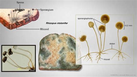 Rhizopus Stolonifer Life Cycle Habitat Nutrition Disease Importance Biology Notes Online