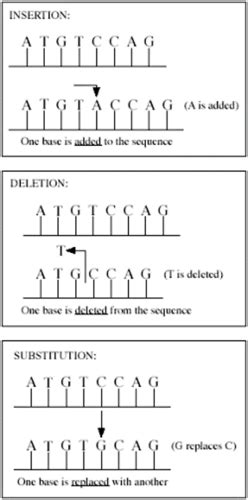 genetics l4 mutation and polymorphism flashcards quizlet