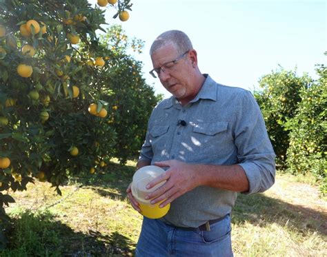How To Use A Mcphail Trap By Andre Combrink Citrus Research International