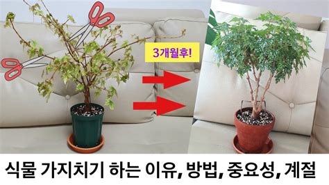식물 가지치기 이유 요령 중요성 방법 계절 전후 모습 걱정 되는 부분 Youtube