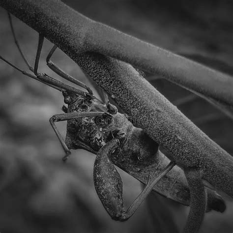 Monochrome Of A Sweet Potato Bug Stock Image Image Of Elongated