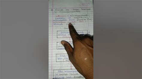 12thstd Biology Bio Botany Discuss The Steps Involved In Microsporogenesis Fivemark