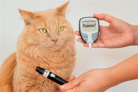Bexacat And Senvelgo The New Treatments For Cat Diabetes Vetrxdirect Blogvetrxdirect Blog