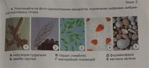 Тема 2 4 Розпізнайте на фото одноклітинних евкаріотів позначених цифрами вибрав ши відповідну
