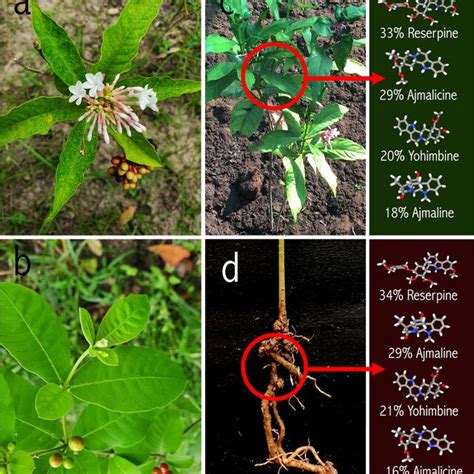 Diagrammatic Representation Of Biosynthesis Of Reserpine Source Download Scientific Diagram