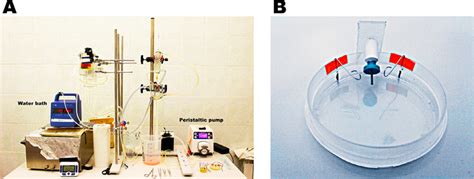 A Langendorff Apparatus A For Retrograde Perfusion And A Custom Made