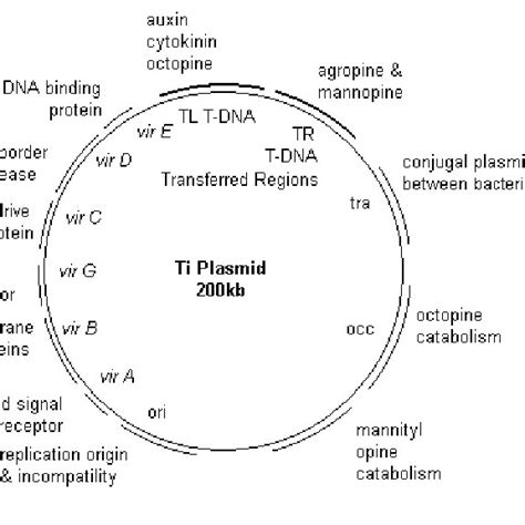 2 Reciprocal Recurrent Selection For Oil Palm Breeding Download Scientific Diagram