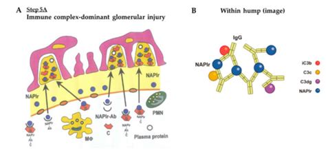 Nephritis Associated Plasmin Receptor Naplr An Essential Inducer Of