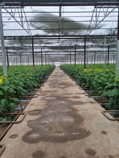 Фермерское тепличное хозяйство «nur Agro г Караганда Казахстан Агротехника растений в