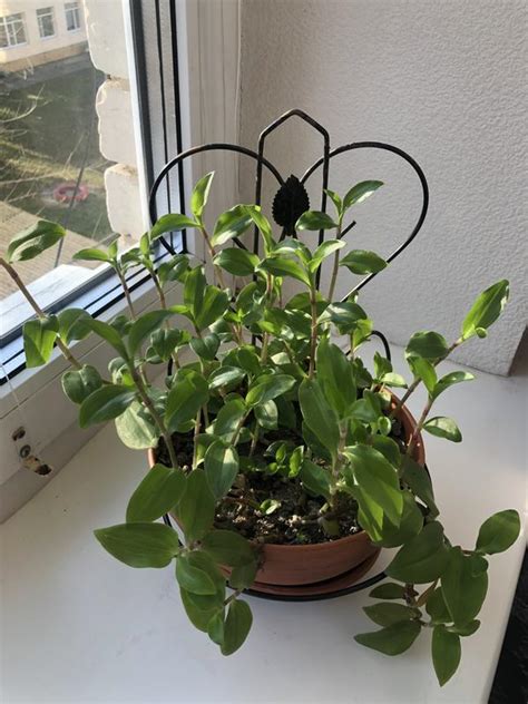 Підставка металічна для квітки — ціна 100 грн у каталозі Підставки для квітів Купити товари для