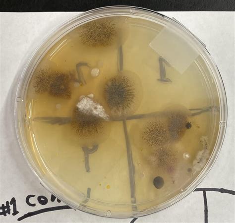identifying some microbes r microbes