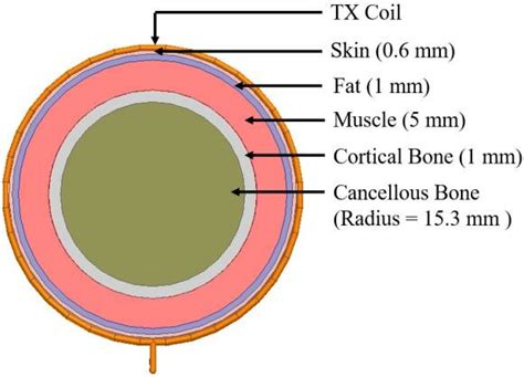 Five Layer Tissue Model Developed In Ansys Hfss Tm Download Scientific Diagram