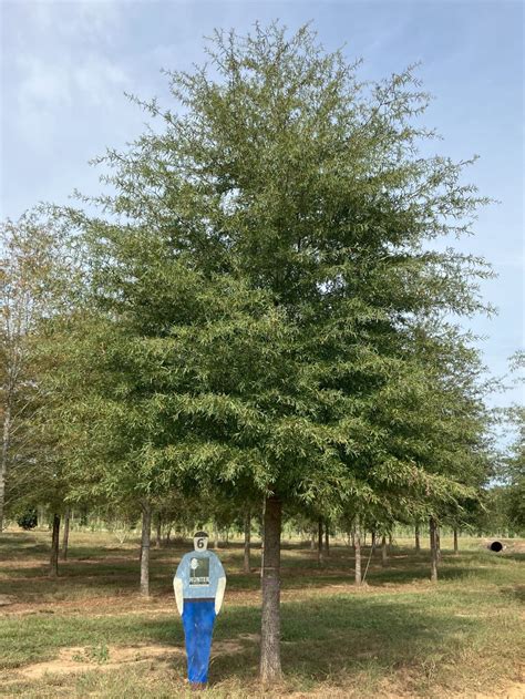 Quercus Phellos Archives Hunter Trees Llc