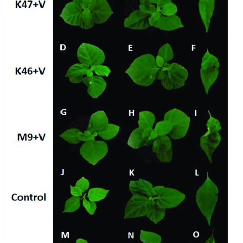 Effect Of Pepper Inoculation With Bacillus Subtilis Isolates K47 Download Scientific Diagram