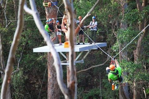 Tree Top Challenge Mt Tamborine Ropes Course Gold Coast