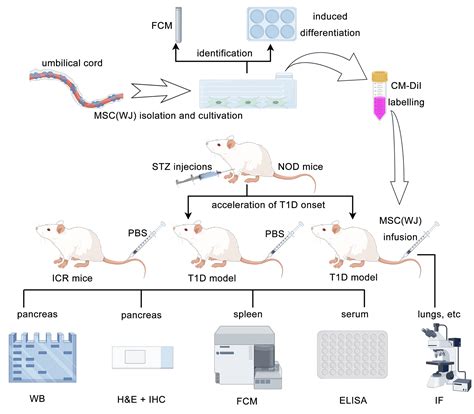 Biocell An Open Access Journal From Tech Science Press