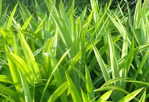 13 Manfaat Tersembunyi Daun Pandan Bagi Kesehatan Dan Cara Mengolahnya