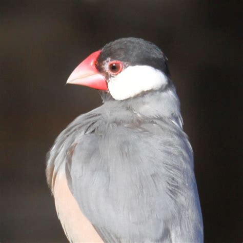 Java Finch