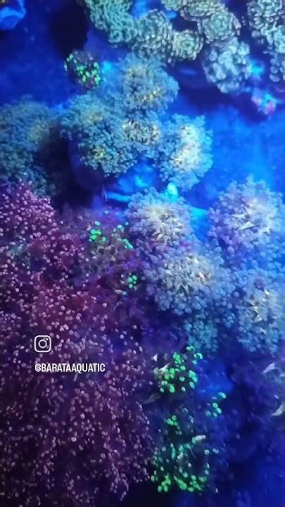 Karang Babut Youtube