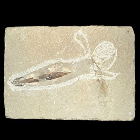 Squid Fossil Skeleton Squid Fossil 95 Cm 7 Cm Catawiki Squid Fossil Skeleton Squid Fossil 95 Cm 7 Cm Catawiki