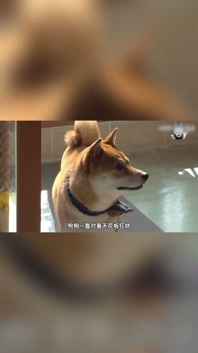 家裡柴犬半夜對著天花板狂吠，嚇得女主人不敢睡覺shorts 紀錄片動物搞笑感人故事 Youtube