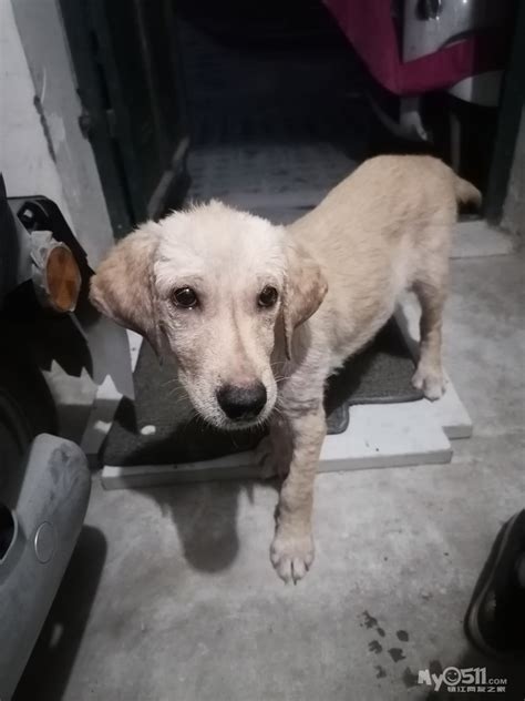 寻狗启示 猫狗总动员 梦溪论坛 镇江时事招聘求职社区房产装修美食摄影 汽车摄影运动女性征婚