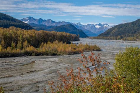990 Chilkat Bald Eagle Fotos Fotos De Stock Imagens E Fotos Royalty Free Istock